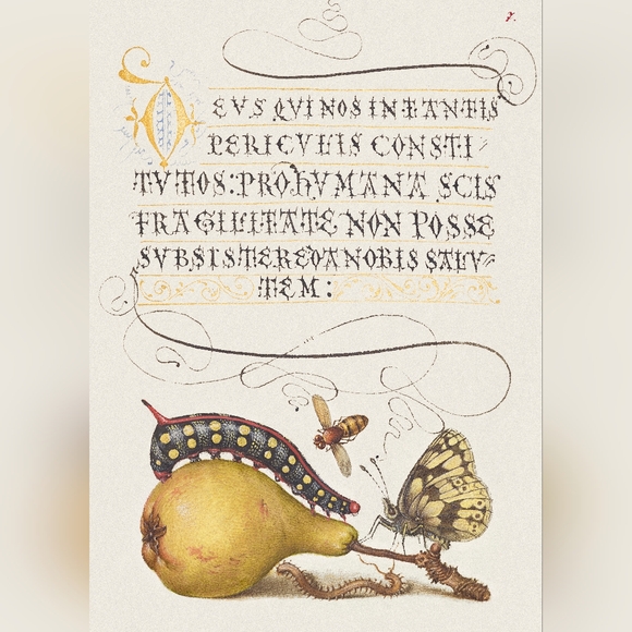 Vintage | Art | Medieval Vintageinspired Wall Art Print With Pear And ...